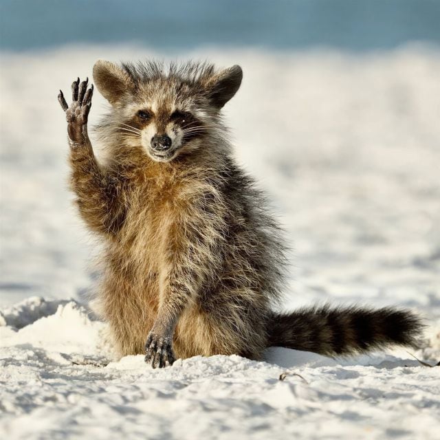 Mira Los Animales Más Divertidos Del Planeta Fotos: SENSIBILIDAD POR
